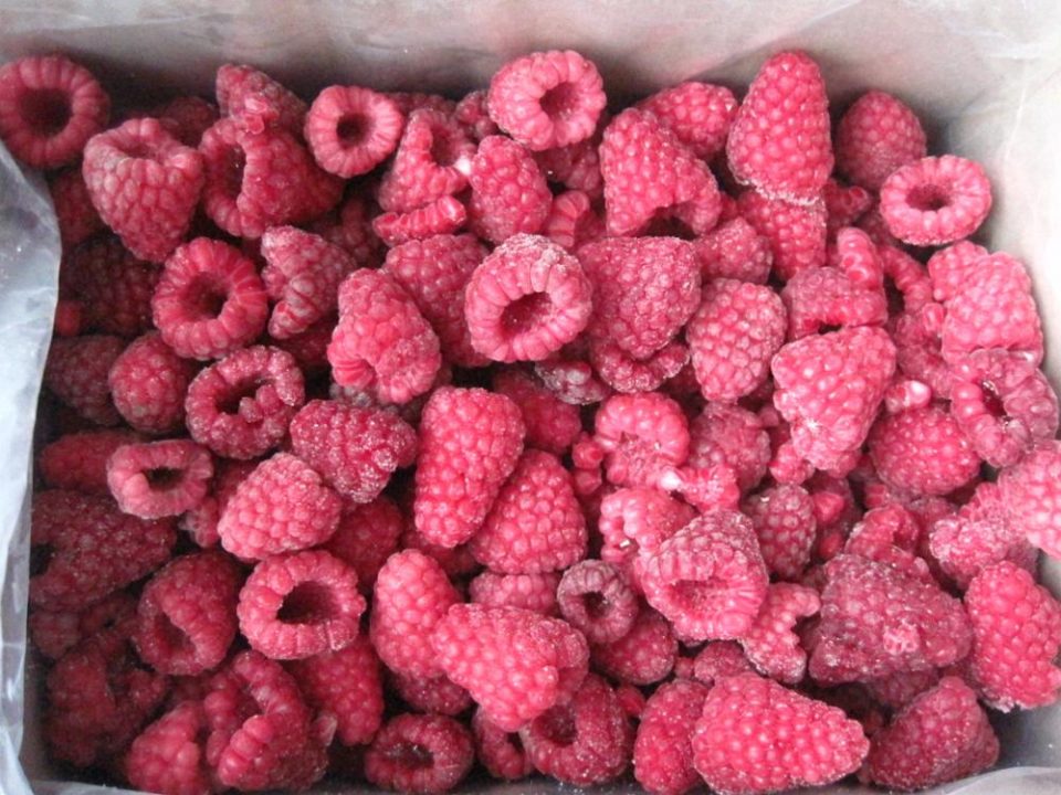 IQF Frozen Raspberry Whole - ZHANGZHOU GREENTREE FOODS CO., LTD.